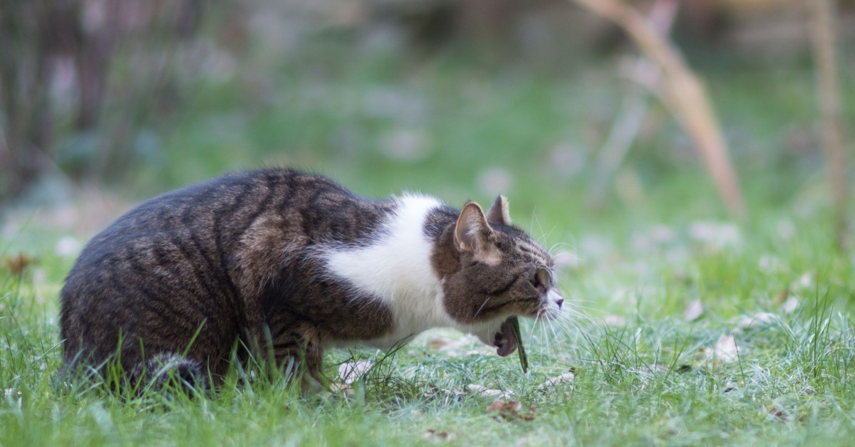 Erbrechen bei Katzen – Ursachen, Vorbeugung und Behandlung