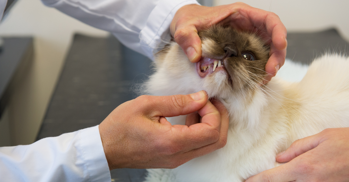 FORL oder Zahnstein? Warum regelmäßige Zahnkontrollen bei Katzen so ...